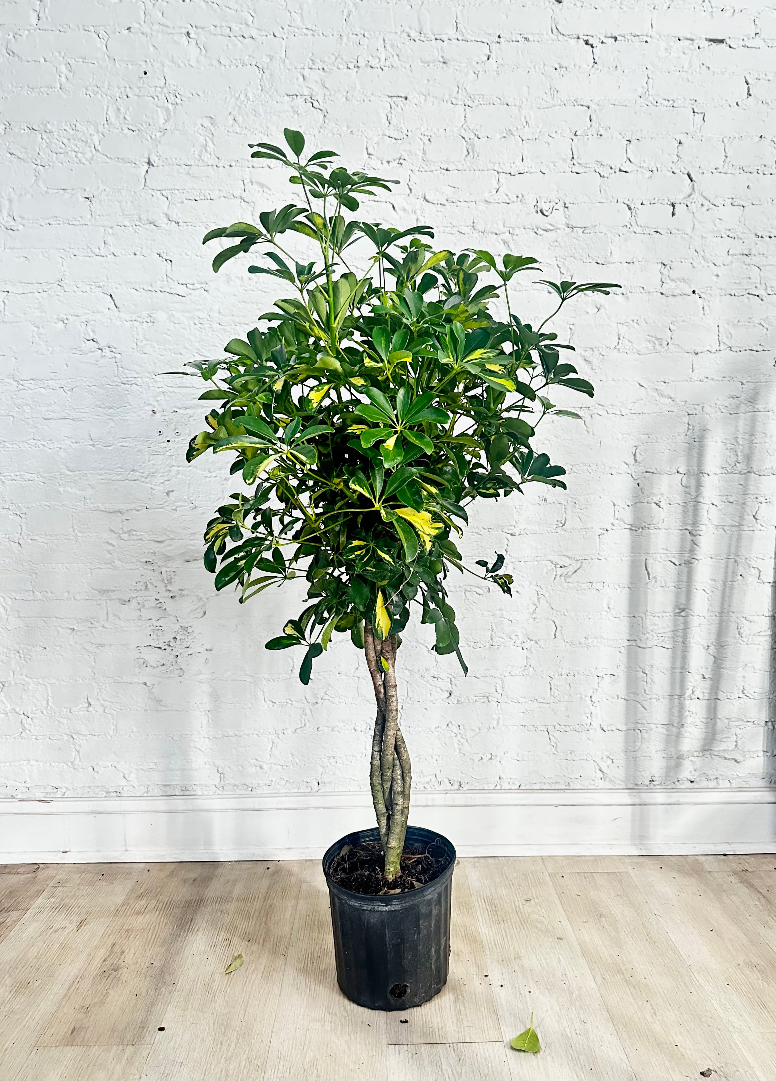 Schefflera - Braided Tree | Stem & Vine